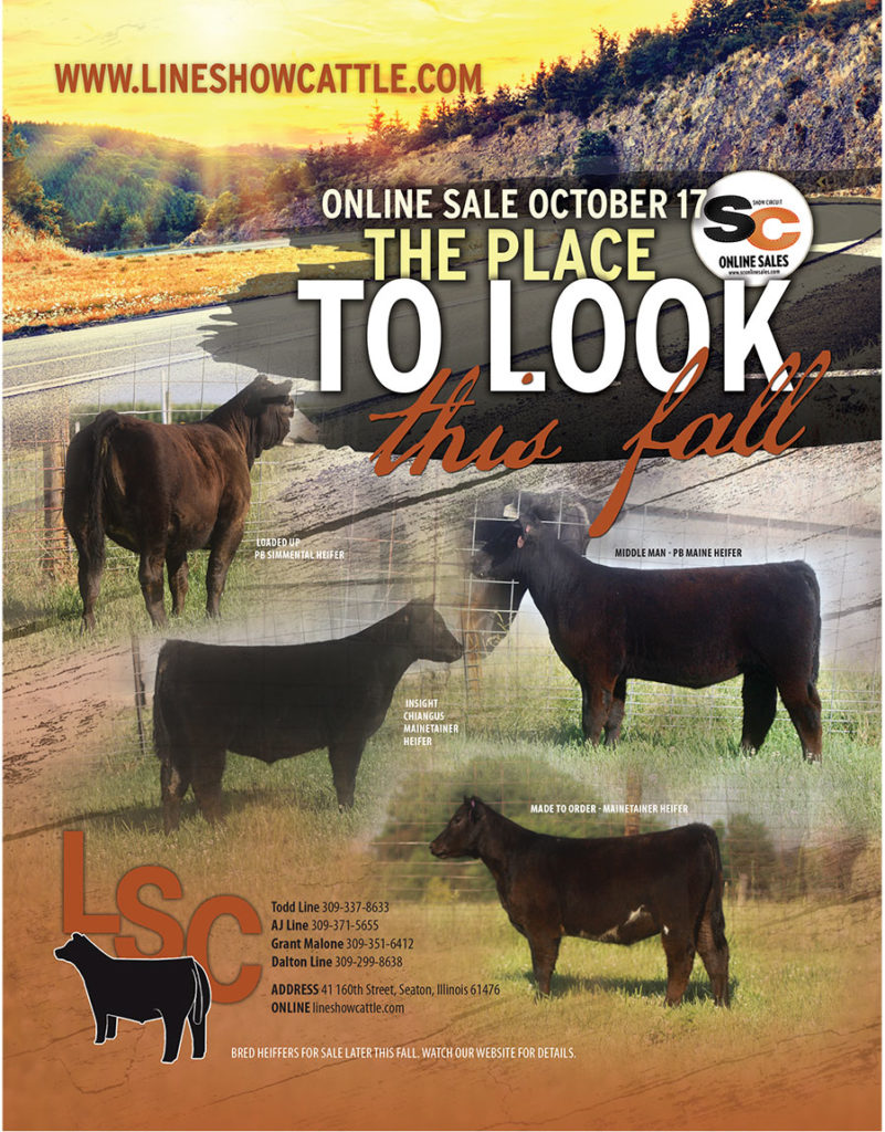 Line Show Cattle Online Sale | The Pulse