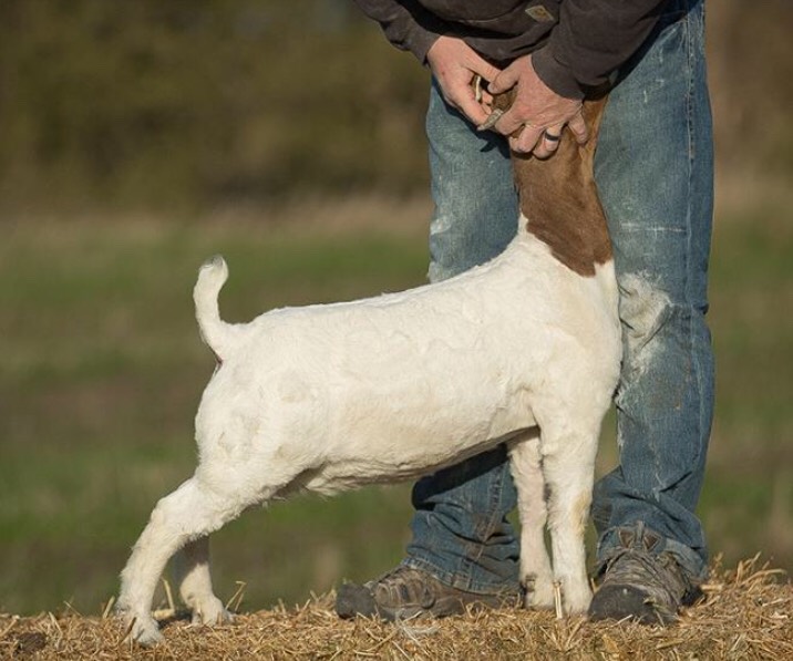 5 Star Show Goats Online Doe Buck And Semen Sale TONIGHT The Pulse 5 Star Show Goats Online Doe Buck And Semen Sale TONIGHT The Pulse