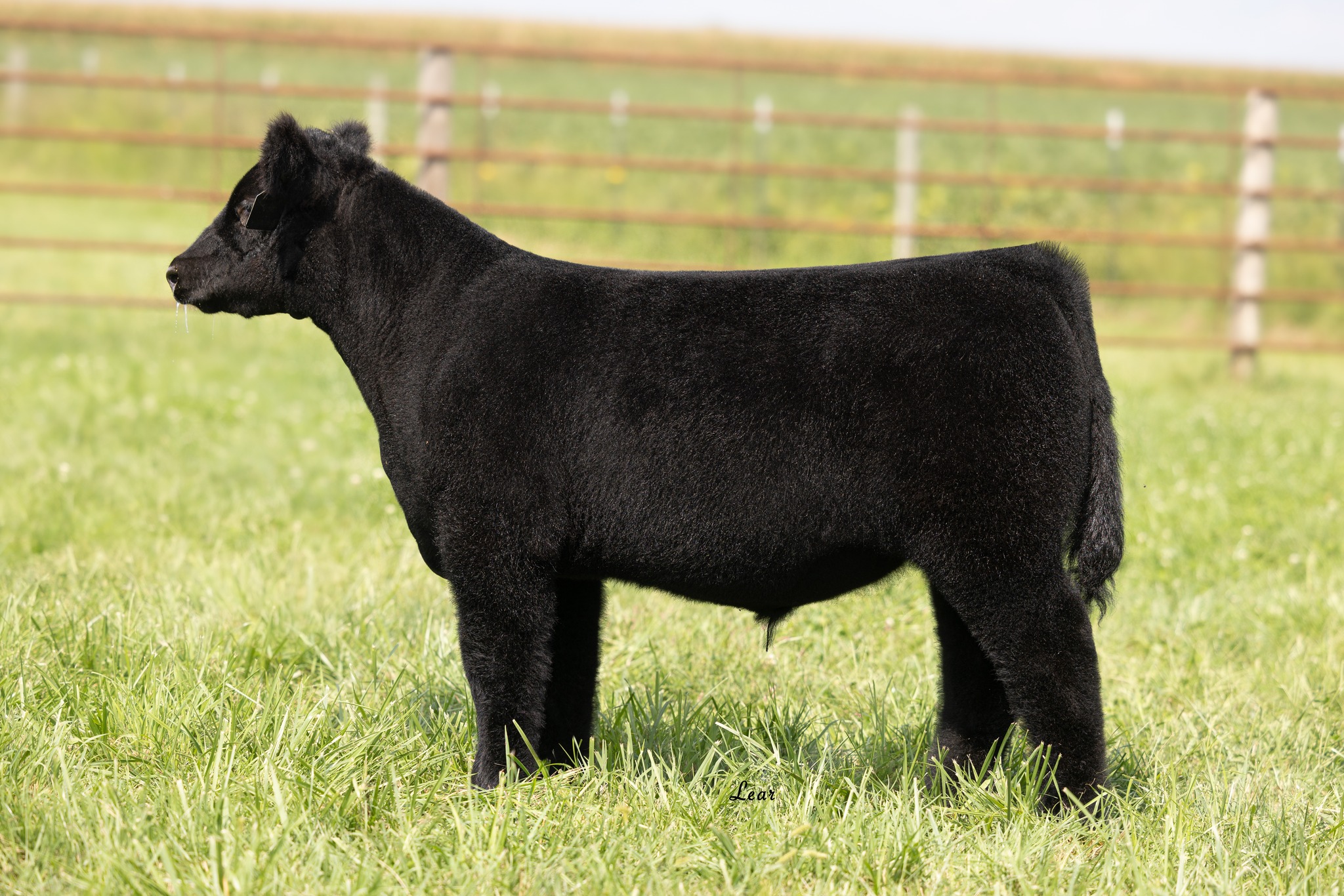 Line Show Cattle (IL) | Online Sale 9/19 | The Pulse