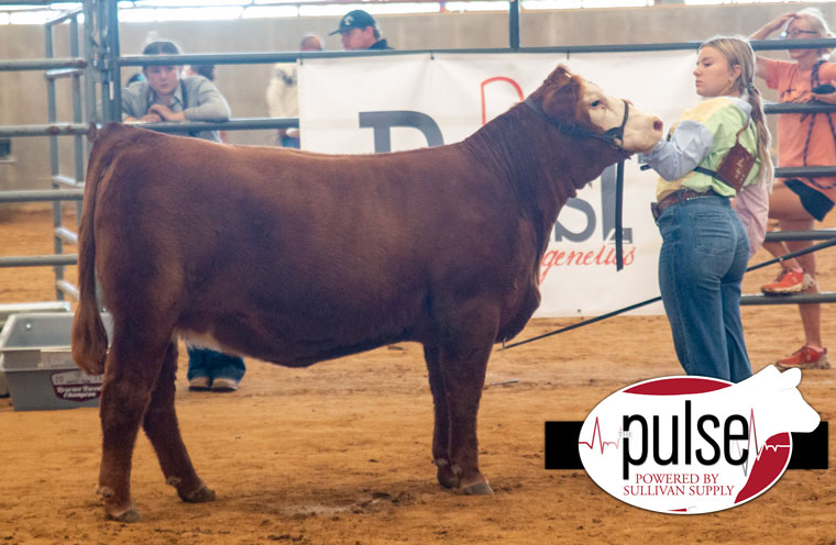 Texas A&M Saddle & Sirloin Futurity | Simmental Heifers – Ring A | The ...
