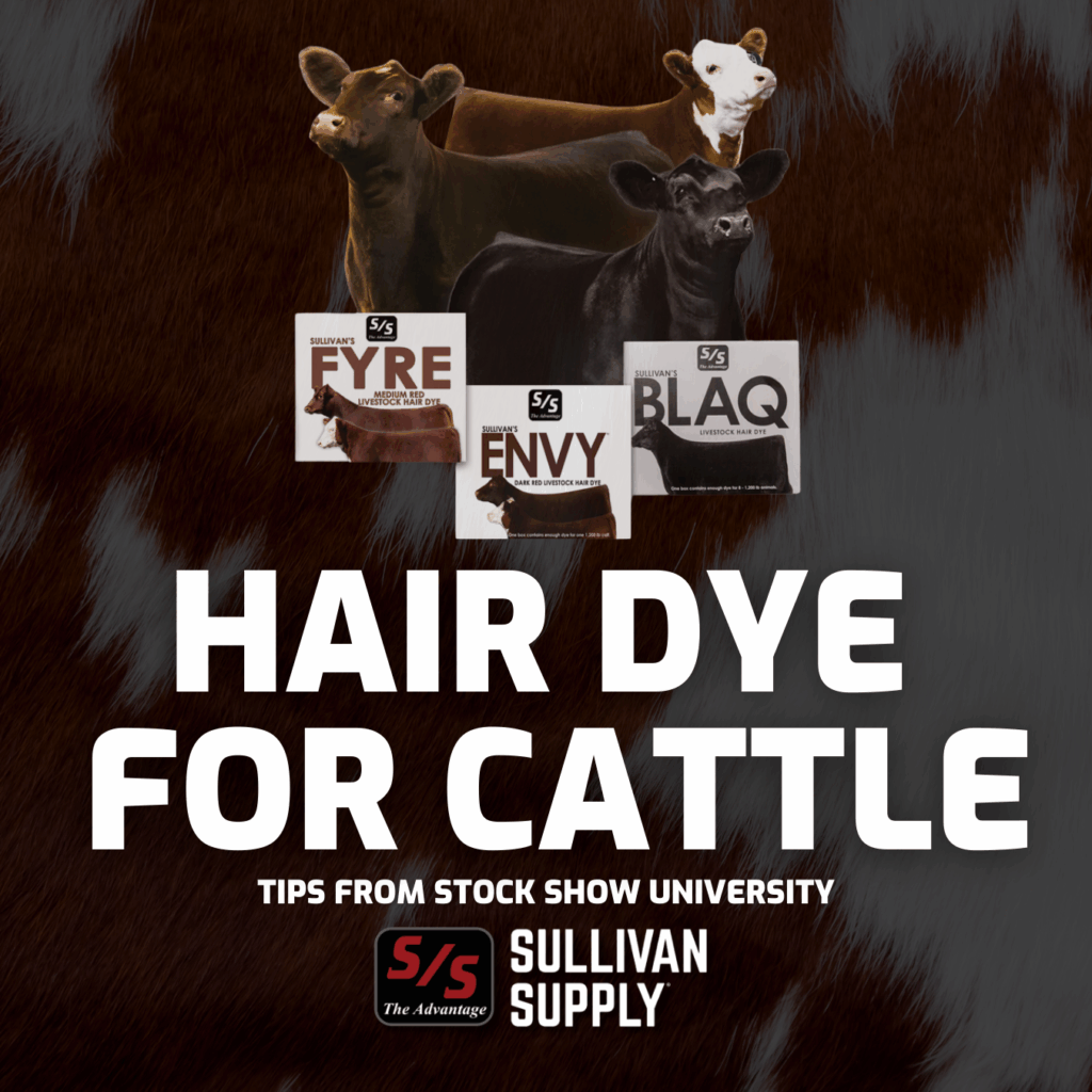 Hair Dye for Cattle | Tips from Stock Show University® | The Pulse
