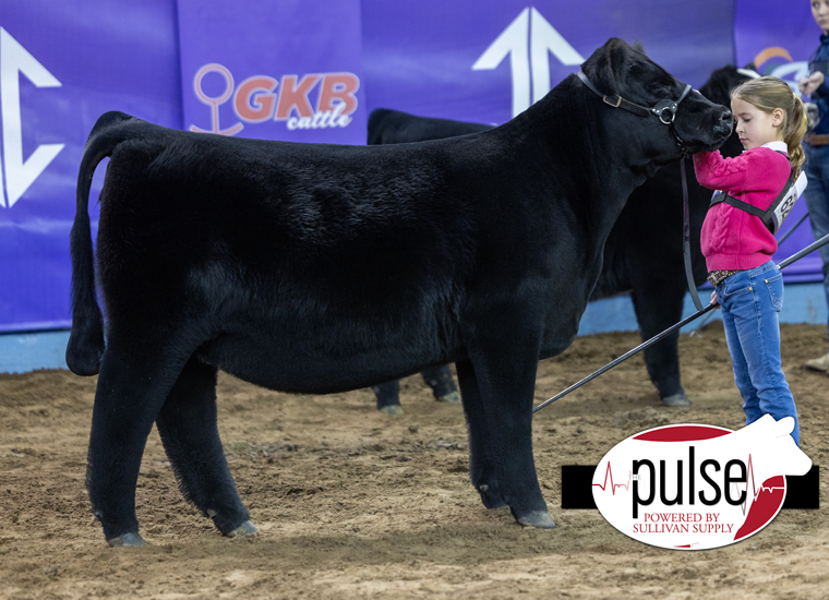 Cattlemen’s Congress | Prospect Heifers – Top 5 | The Pulse
