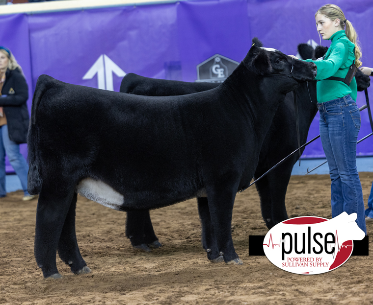 Cattlemen’s Congress | Prospect Heifers – Top 5 | The Pulse