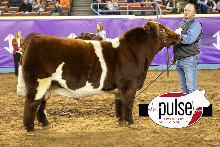 Cattlemen’s Congress | Open Bulls – Shorthorn | The Pulse