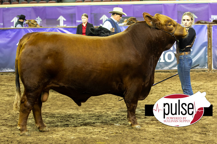Cattlemen’s Congress | Open Bulls – Ultrablack/Ultrared | The Pulse