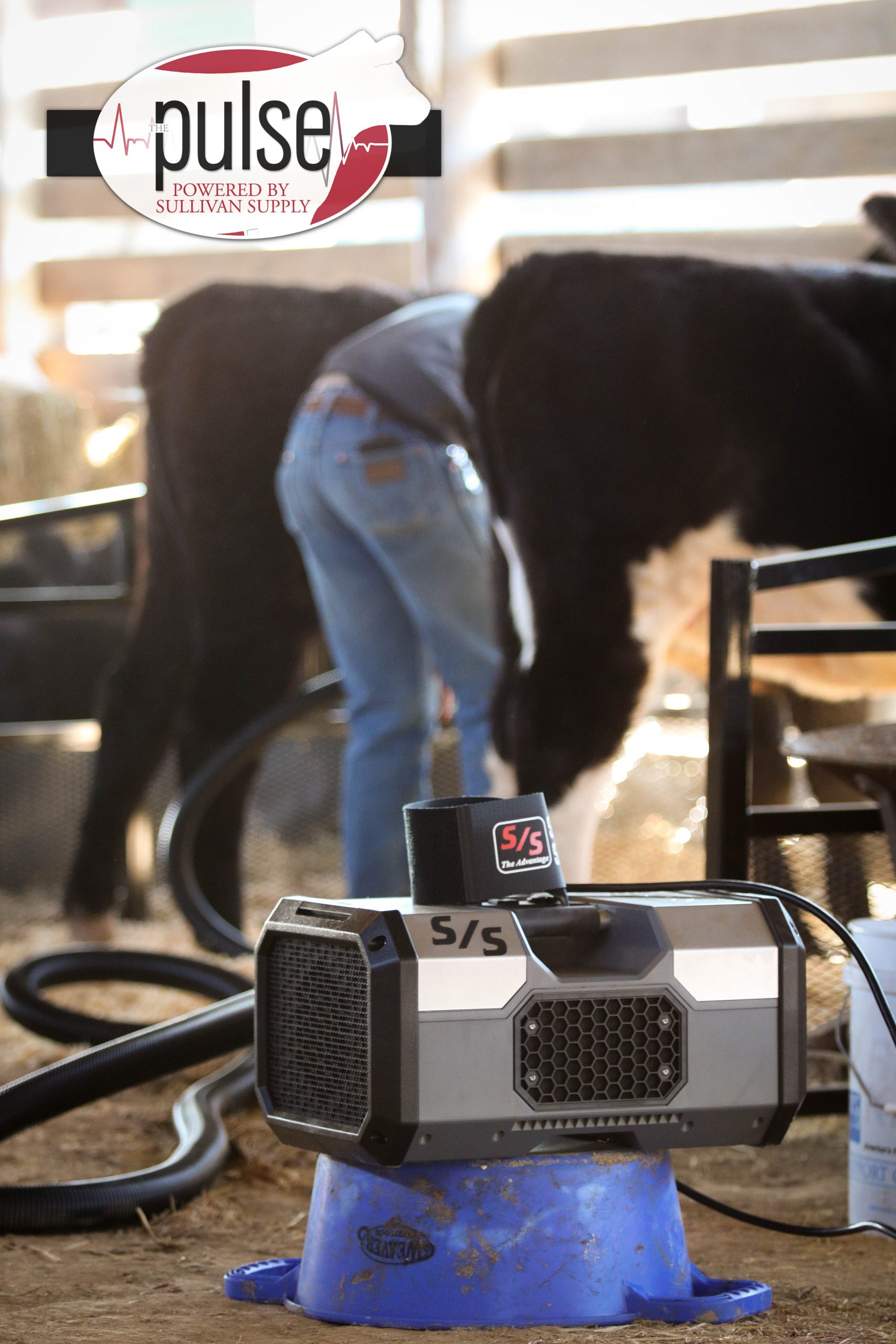 Illinois Beef Expo | Fun Friday in Springfield | The Pulse