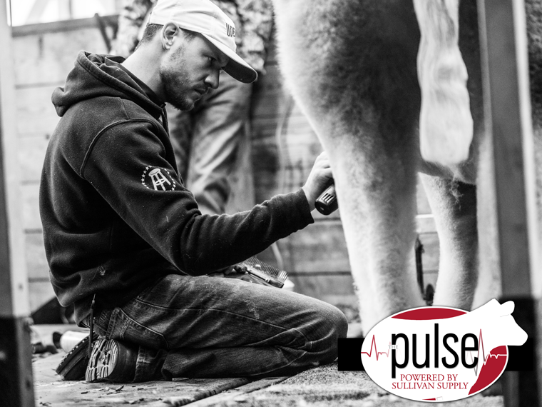 Illinois Beef Expo | Fun Friday in Springfield | The Pulse