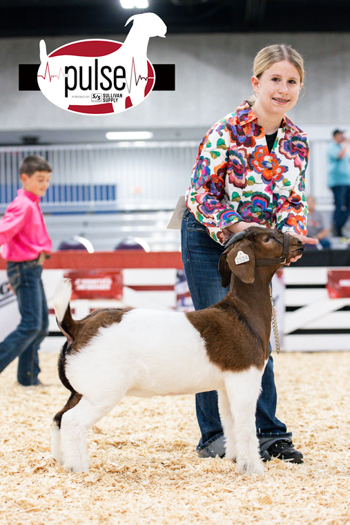 2024 American Boer Goat Junior National | Top 5 Commercial Does | The Pulse