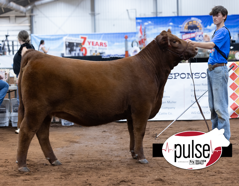 Red Angus Youth Expo | Purebred Division V | The Pulse