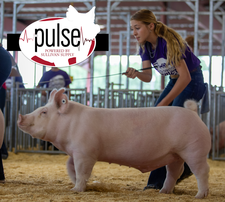 South Dakota Spotlight | Yorkshire Market Barrows | The Pulse