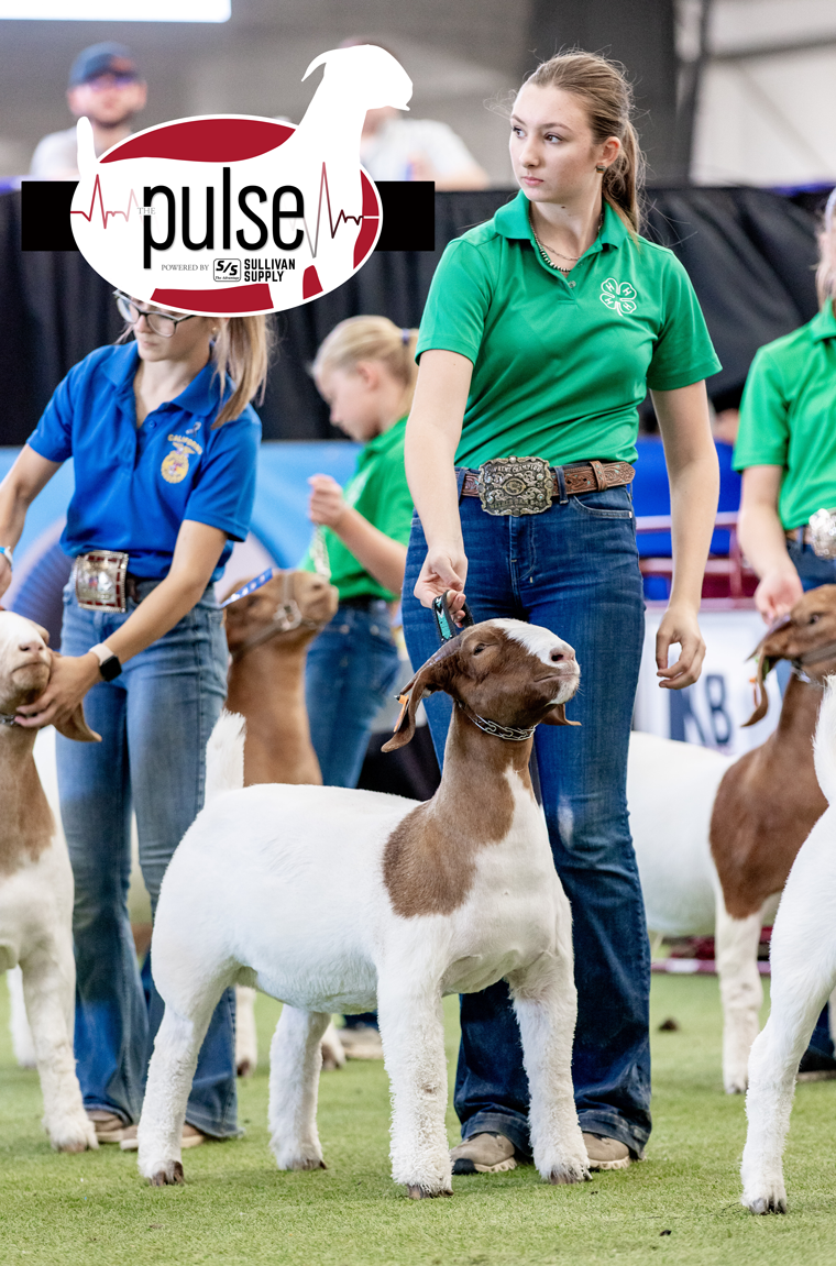 California Youth Expo | Breeding Doe Show – Supreme Drive | The Pulse