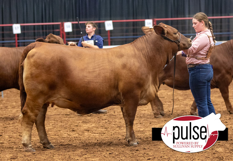 HOT Fair | Premium Heifers – Beefmaster | The Pulse