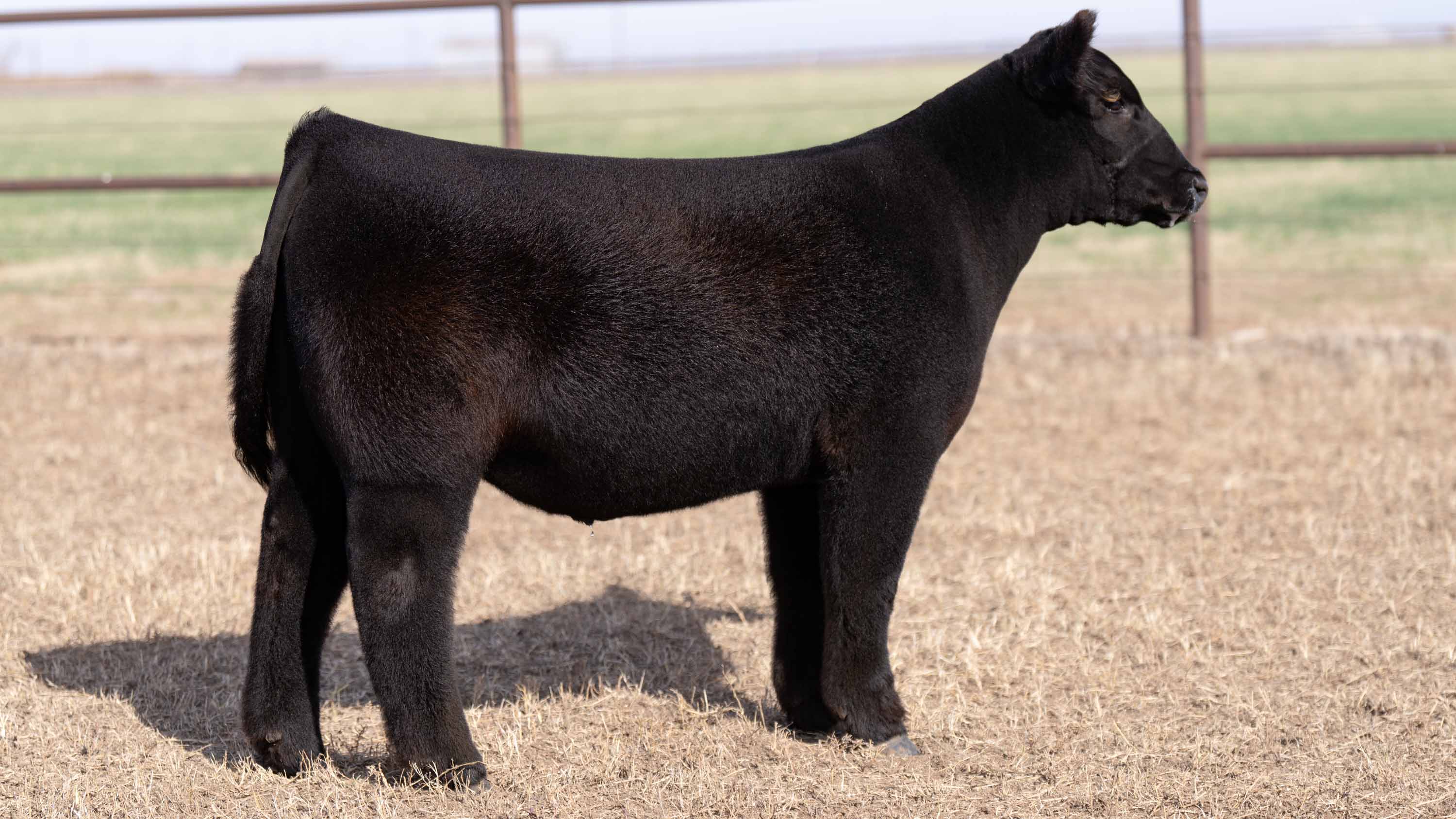 BRIAN MARTIN SHOW CATTLE ON STEERBIDDER! | The Pulse