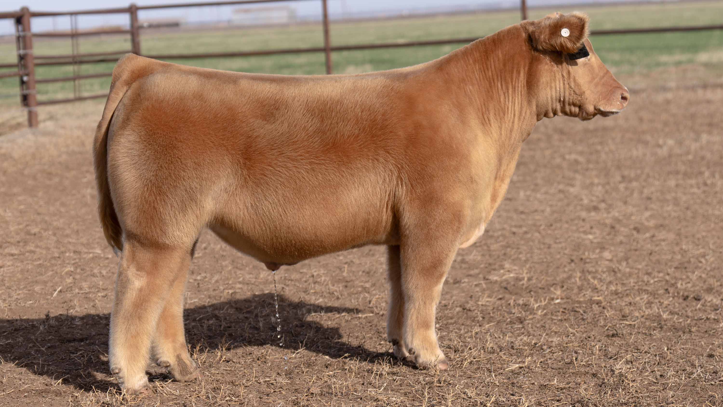 BRIAN MARTIN SHOW CATTLE ON STEERBIDDER! | The Pulse