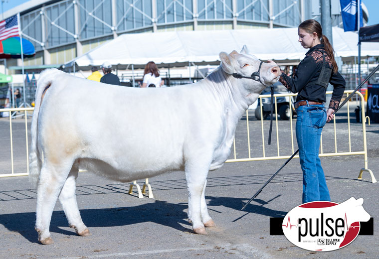 Arizona National Livestock Show | Breeding Heifers – Charolais | The Pulse