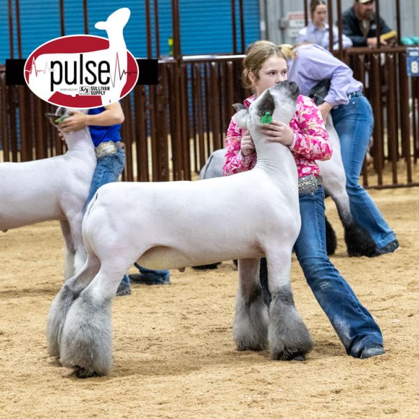 Arizona National Livestock Show | Market Sheep | The Pulse