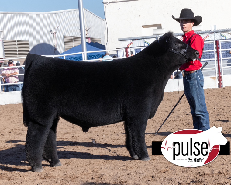 Arizona National Livestock Show | Top 5 Prospect Steers | The Pulse
