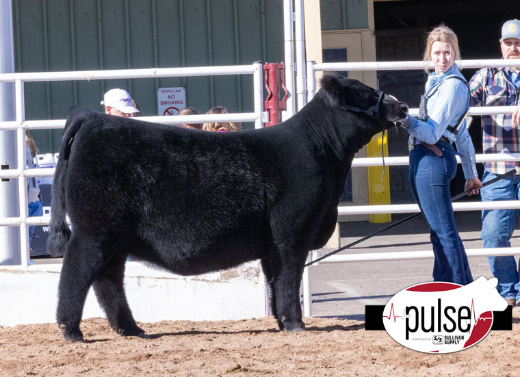 Arizona National Livestock Show | Breeding Heifers – Champions | The Pulse