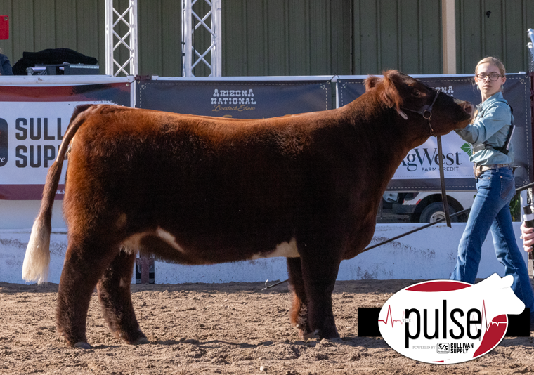 Arizona National Livestock Show | Breeding heifers – AOB | The Pulse