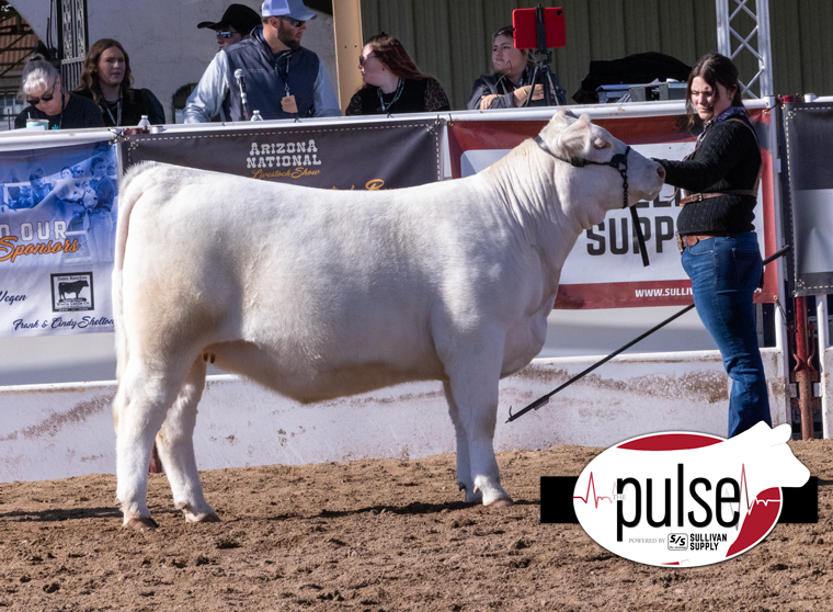 Arizona National Livestock Show | Breeding Heifers – Charolais | The Pulse