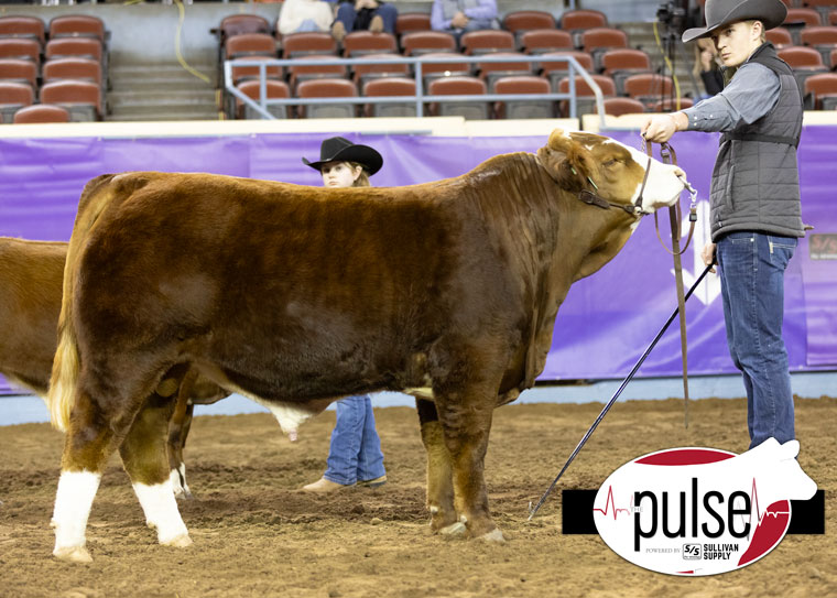 Cattlemen’s Congress | Open Bulls – Fullblood Simmental | The Pulse