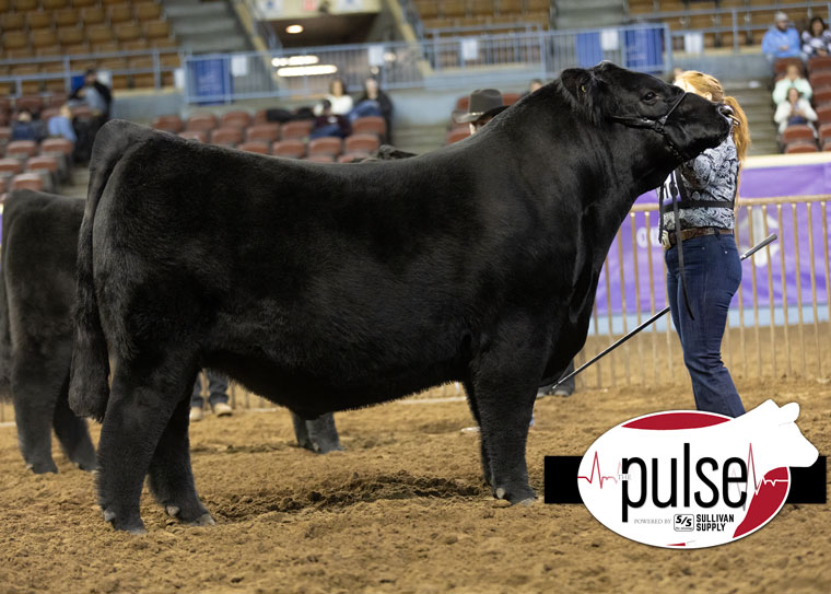Cattlemen’s Congress | Open Bull – ShorthornPlus | The Pulse