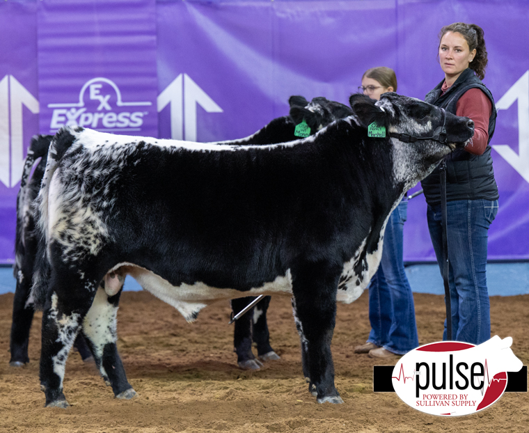 Cattlemen’s Congress | Speckle Park Open Bulls | The Pulse