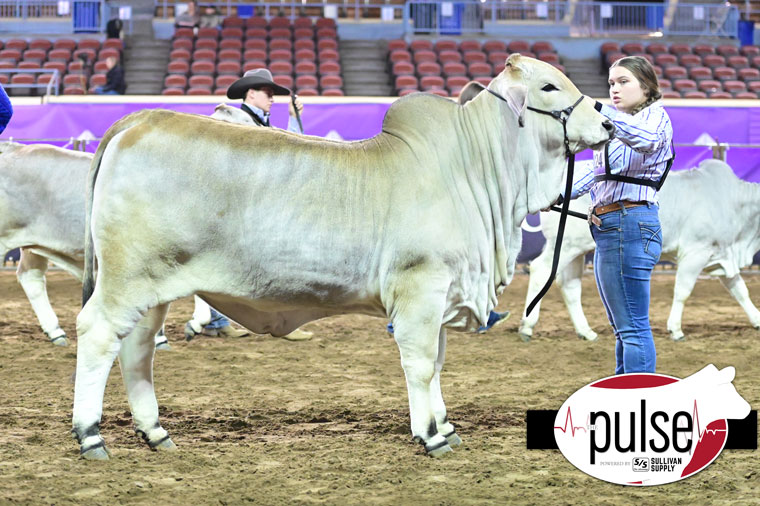 Cattleman’s Congress | Junior Breeding Heifers – Grey Brahman | The Pulse