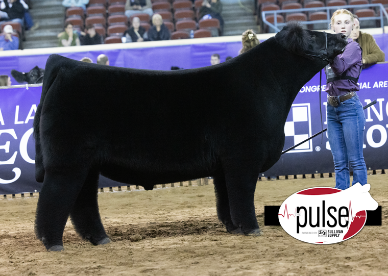 Cattlemen’s Congress | Market Steers – Champions | The Pulse