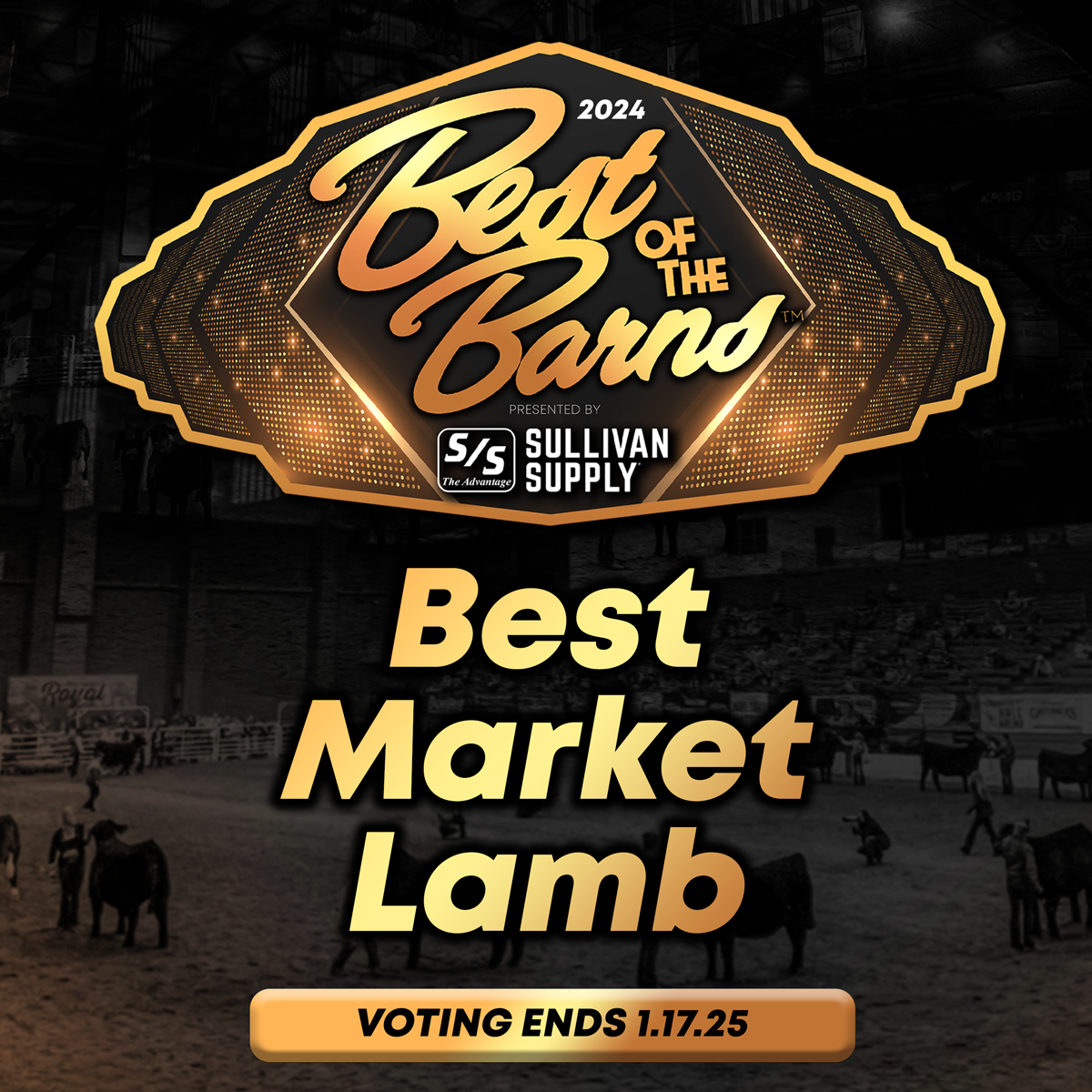 Best of the Barns | Best Market Lamb | The Pulse