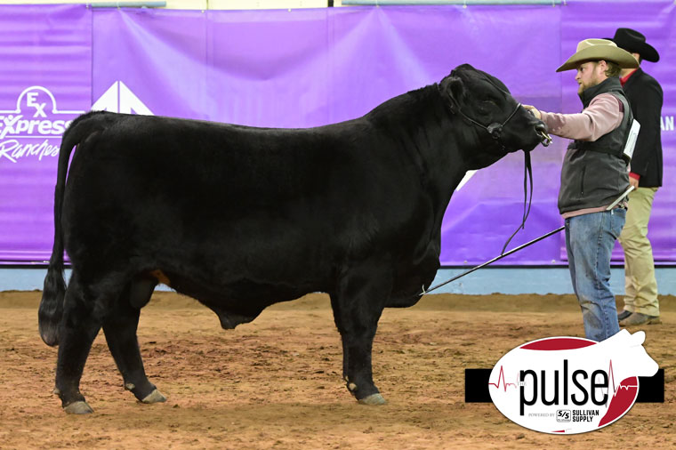Cattleman’s Congress | Open Bulls – Ultra | The Pulse