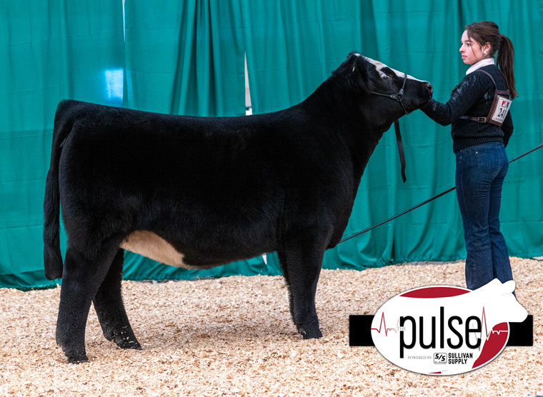 VCCP | Sim-Solution Heifers – Ring A | The Pulse