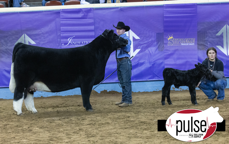 Cattlemen’s Congress | Open Breeding Heifers – Maine-Anjou | The Pulse