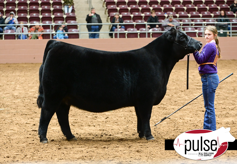 San Angelo Stock Show | Junior Heifers-Limousin | The Pulse
