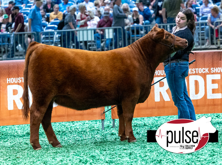 Houston Livestock Show & Rodeo | Junior Heifers – Red Angus | The Pulse