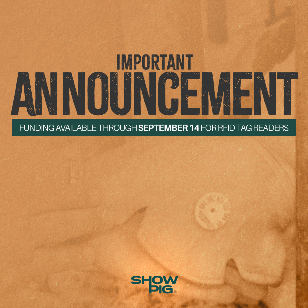 Important Show Pig Announcement | The Pulse