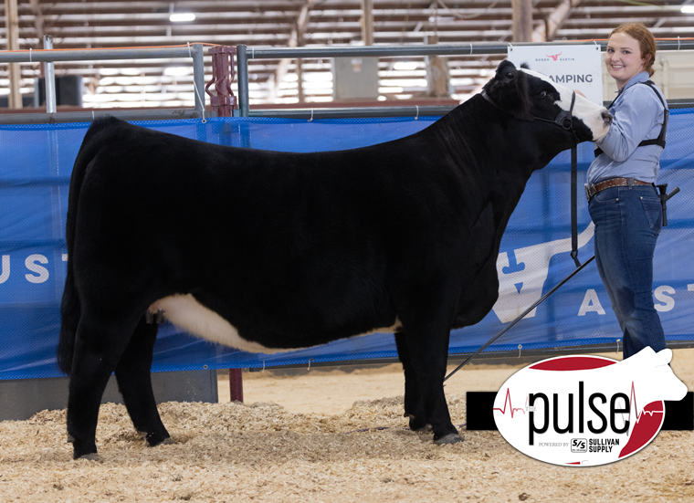 Rodeo Austin | Breeding Heifers – Simmental | The Pulse