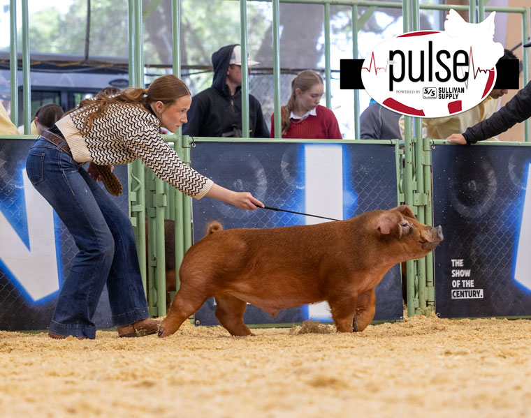 The Revival | Show B – Market Hogs – Duroc | The Pulse