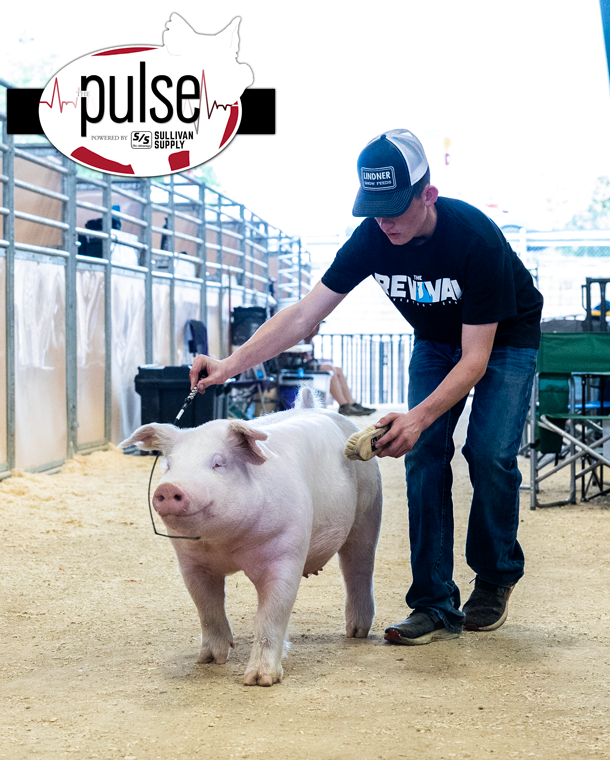 The Revival | Show A –Market Hogs – Light AOB | The Pulse