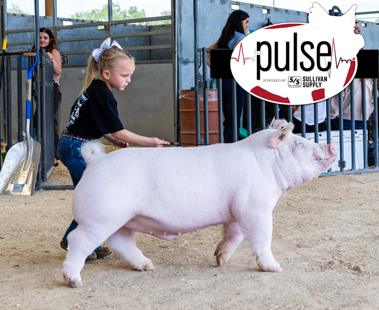 The Revival | Show A –Market Hogs – Light AOB | The Pulse