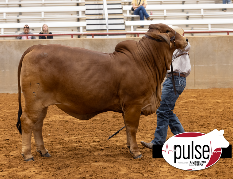 Texas youth Expo | Red Brahman Heifer | The Pulse