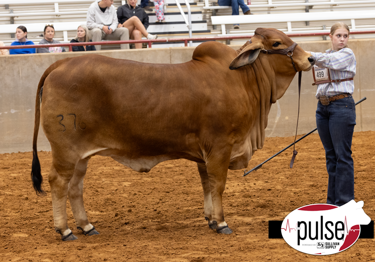 Texas youth Expo | Red Brahman Heifer | The Pulse