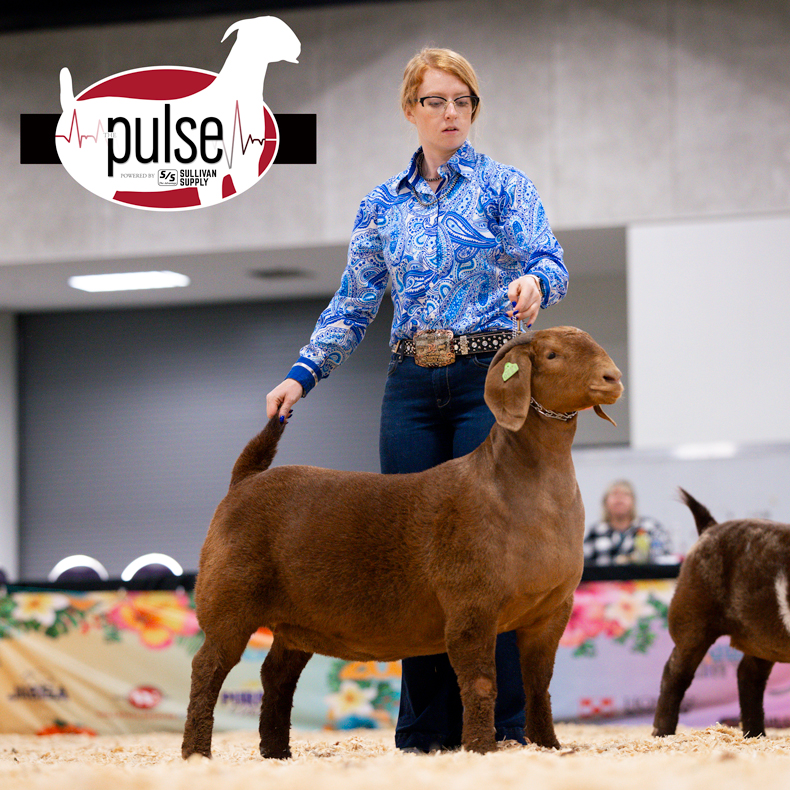 American Boer Goat National Show | Percentage Doe | The Pulse