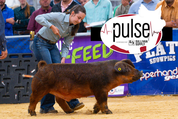 The Exposition | Market Barrows – Duroc – Div. II | The Pulse