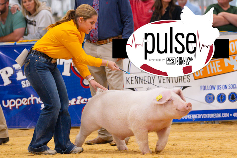The Exposition | Market Barrows – Landrace | The Pulse