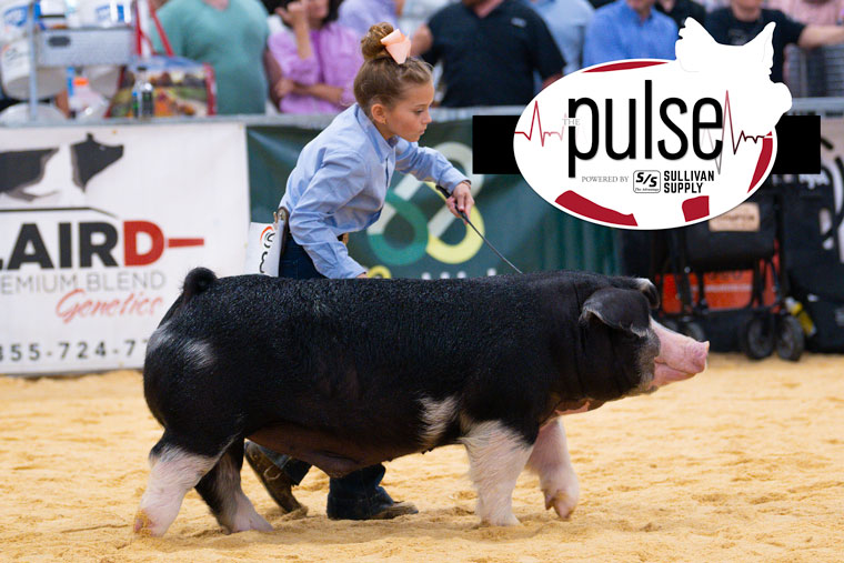 The Exposition | Market Barrows – Poland China | The Pulse