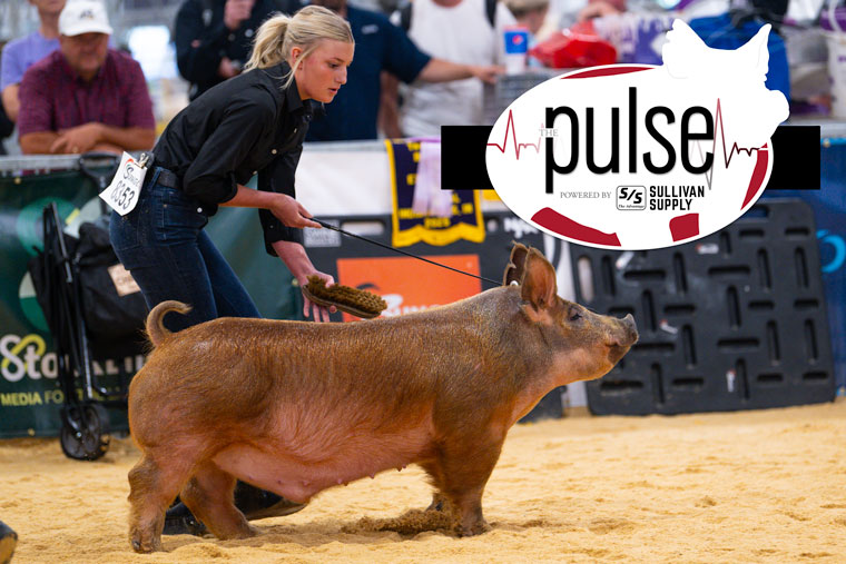 The Exposition | Market Barrows – Tamworth | The Pulse
