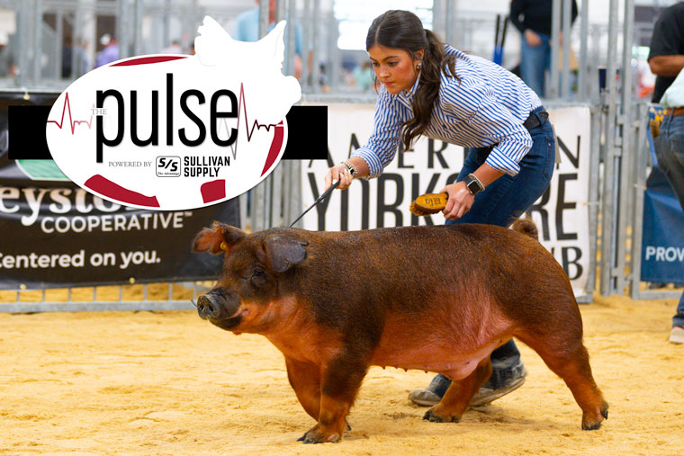 The Exposition | Market Barrows – Duroc – Div. II | The Pulse