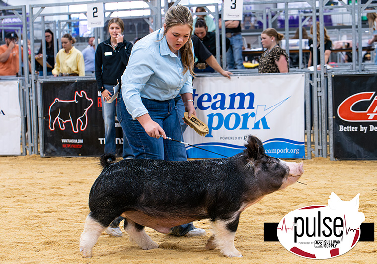 The Exposition | Market Barrows – Berkshire | The Pulse