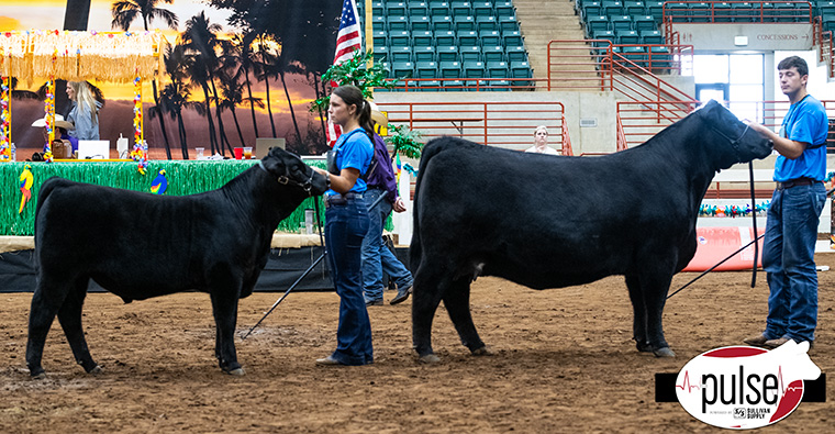 Limousin Jr National Show | Lim-Flex Cow-Calf Pair | The Pulse